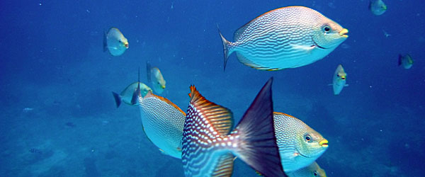 NEW TRIP — 4 Day Thailand Beach Extension to Ko Samui | Adventures ...